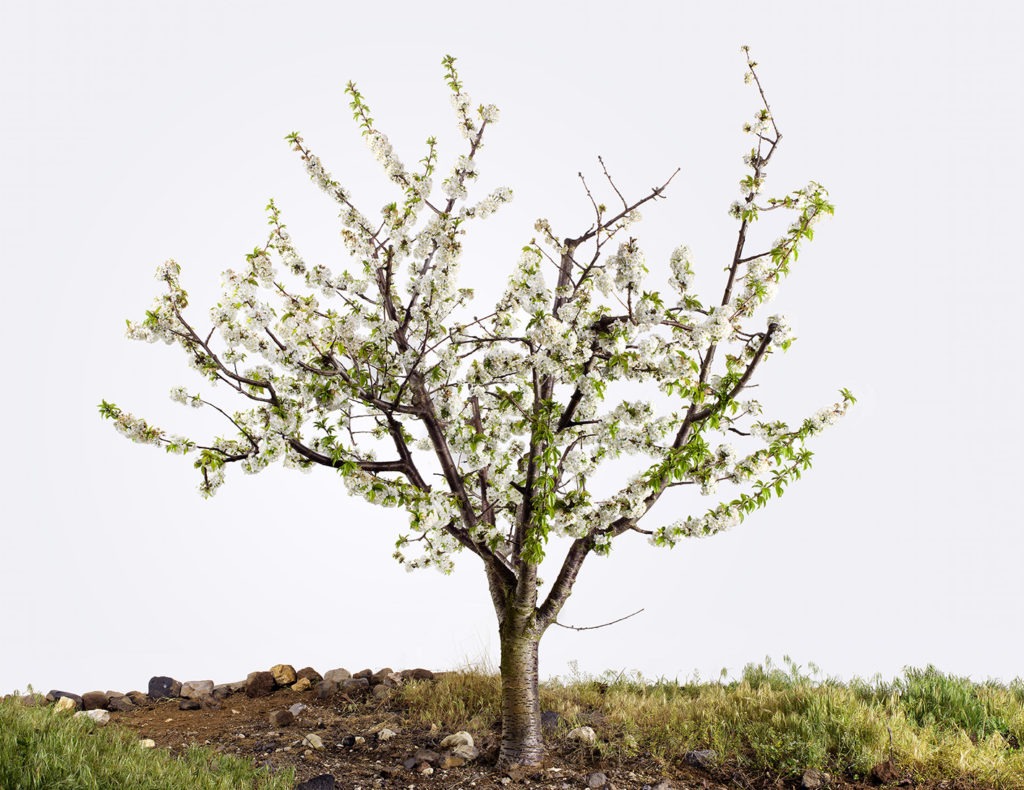 Celebrating Israel's 70th Anniversary: Michal Rovner and Tal Shochat ...