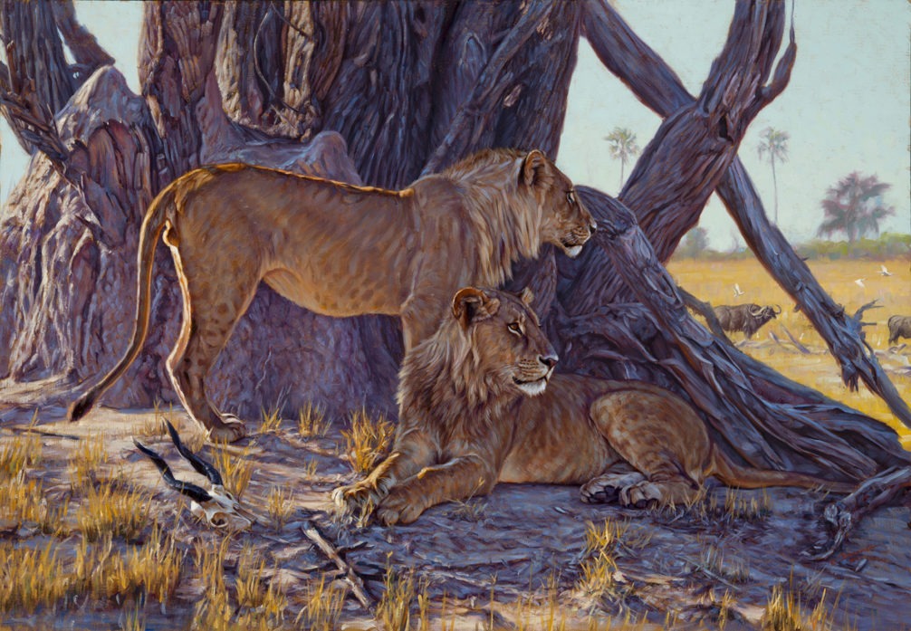 King of Beasts: A Study of the African Lion by John Banovich - Nevada ...