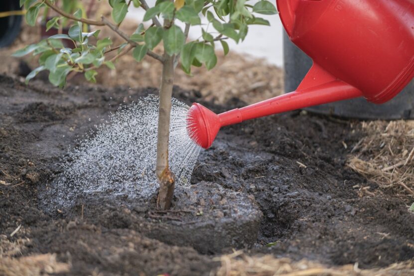 Fallen Fruit: Monument to Sharing - Nevada Museum of Art