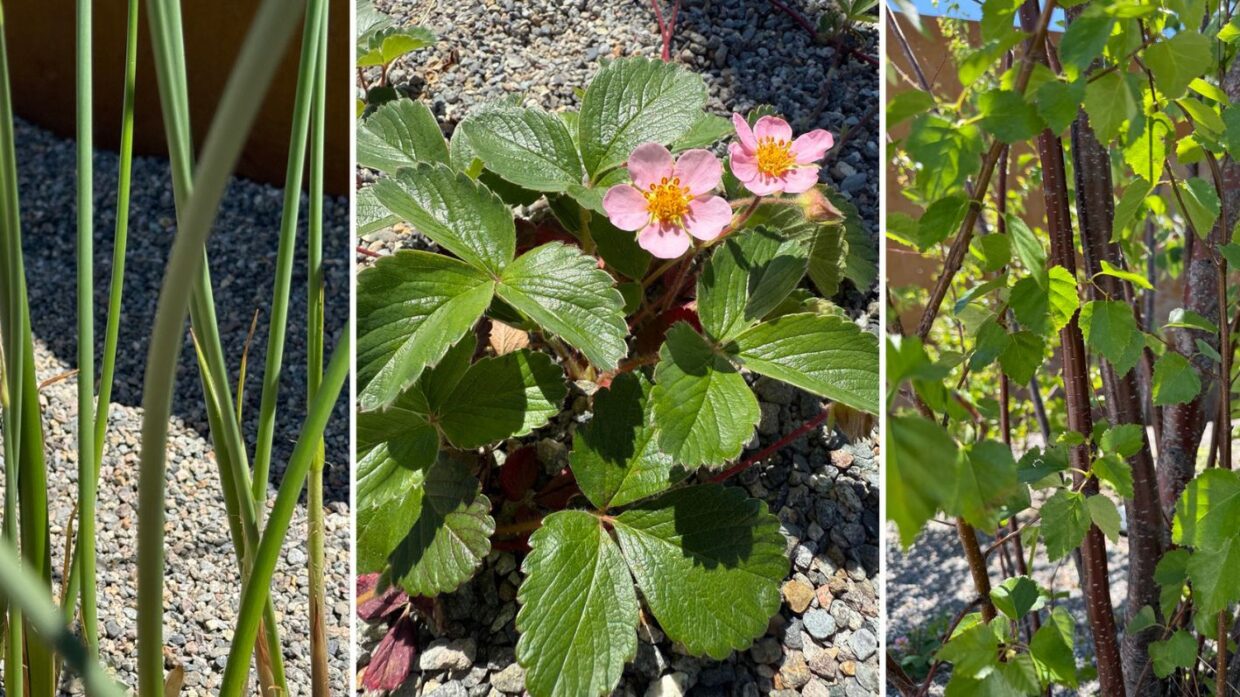 Great Basin Native American Basket Plantings - Nevada Museum of Art