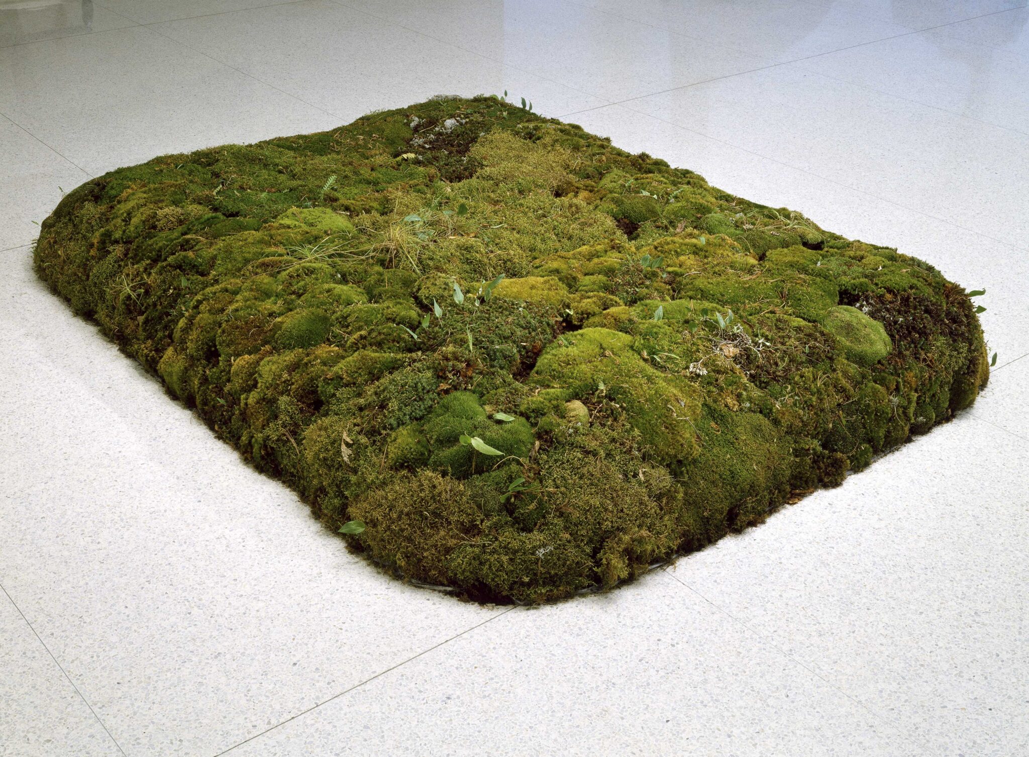 This Vital Earth - Nevada Museum of Art
